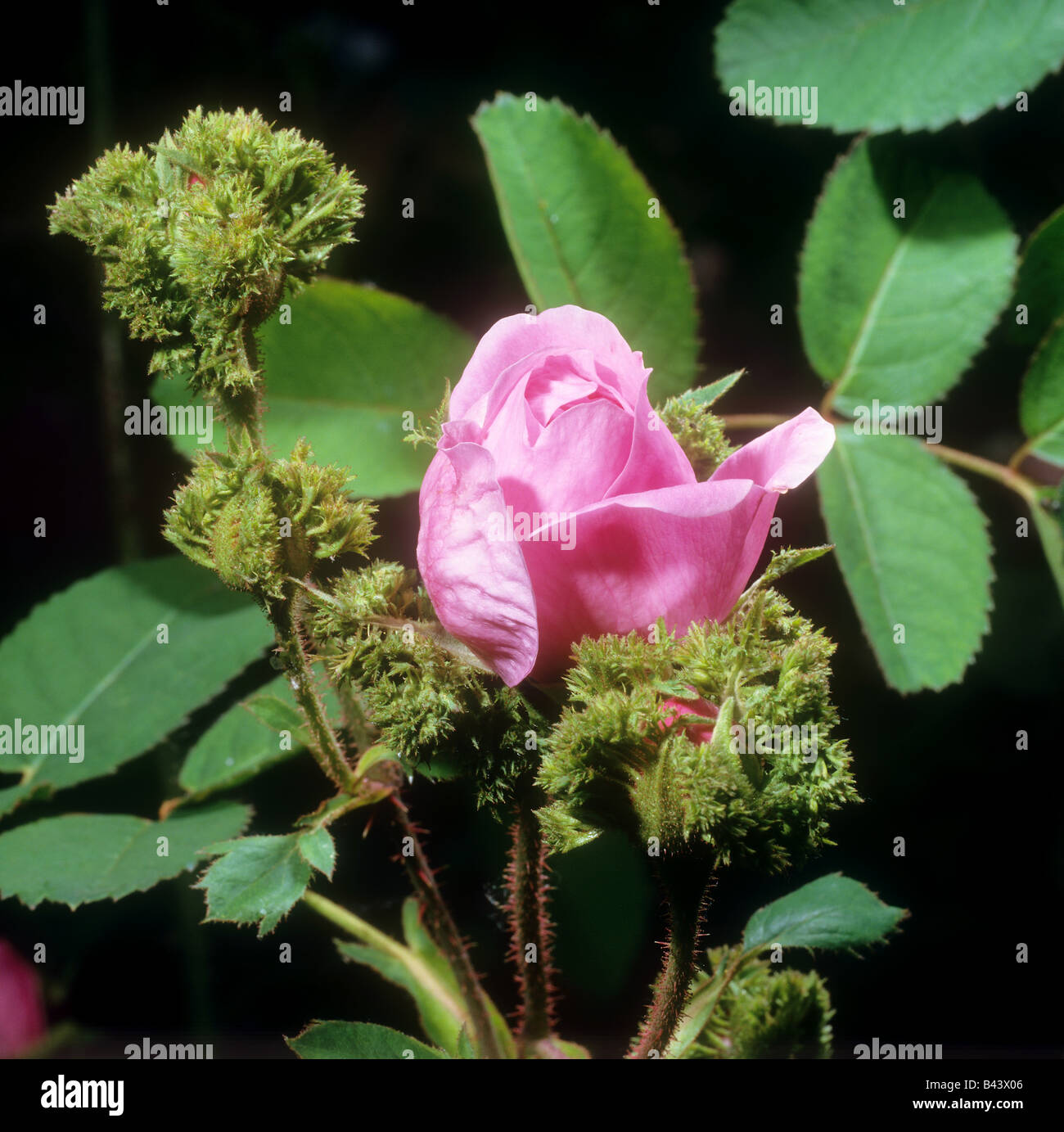 Provence rosa hi-res stock photography and images - Alamy