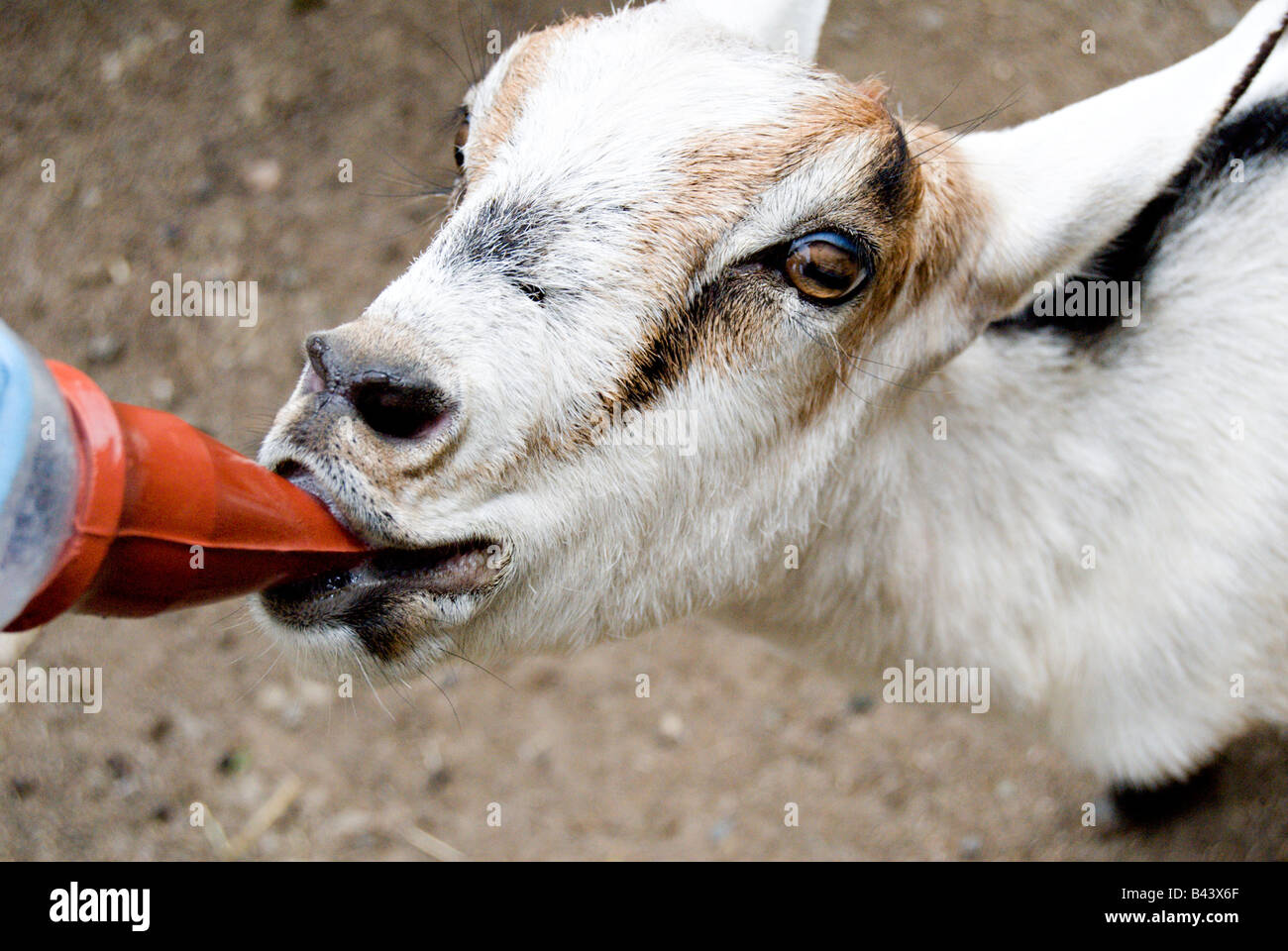 baby goat being fed Stock Photo - Alamy