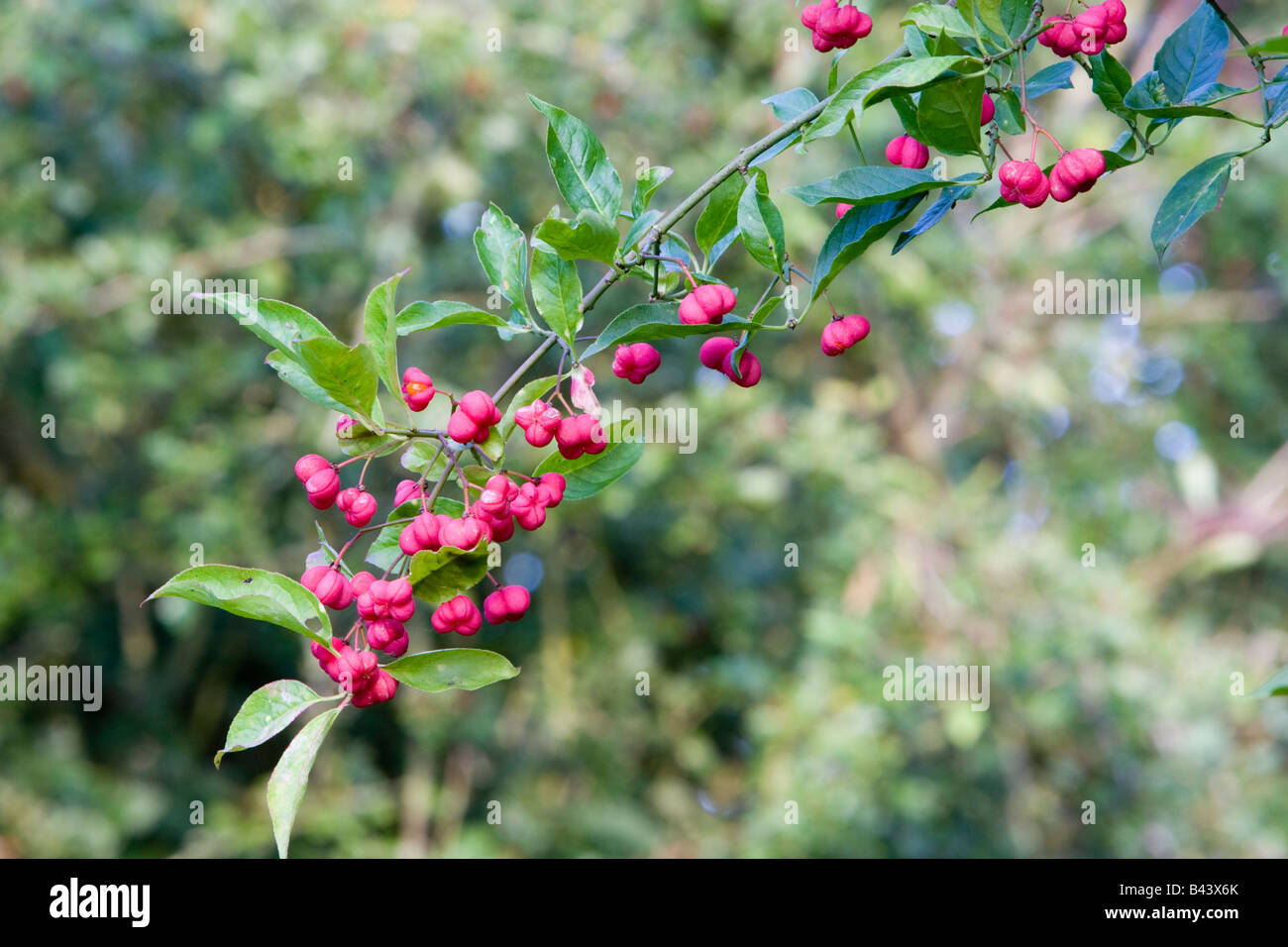 Spindle Euonymus europaeus with fruit Stock Photo - Alamy