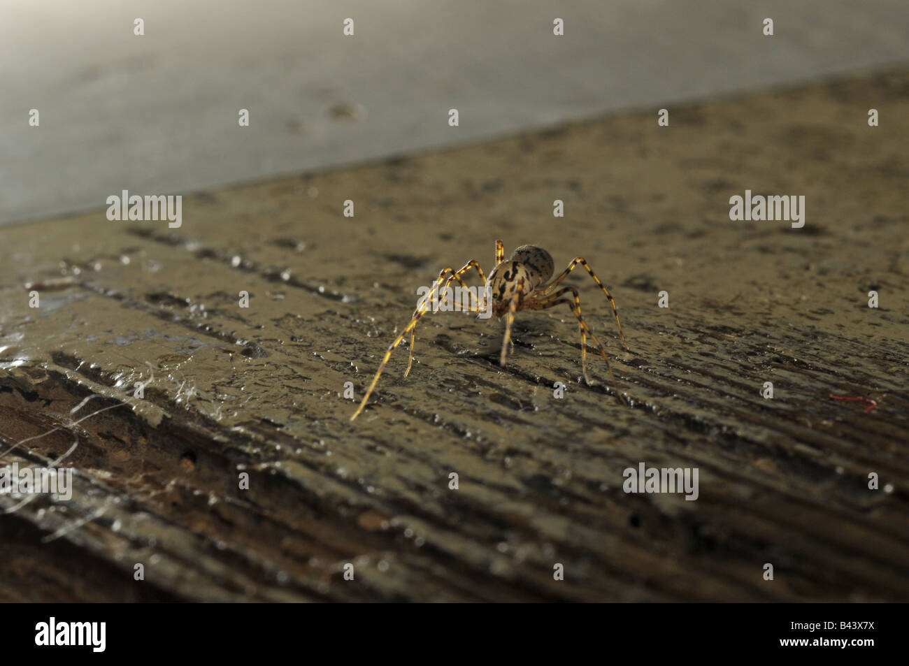 Spitting spider Scytodes thoracica arachnid Stock Photo - Alamy