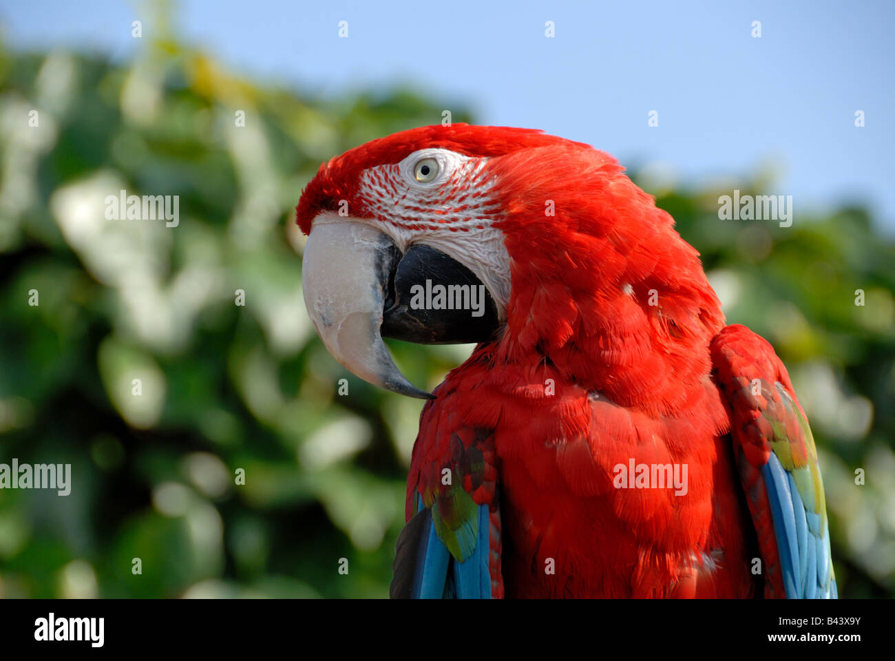 Polly parrot hi-res stock photography and images - Alamy