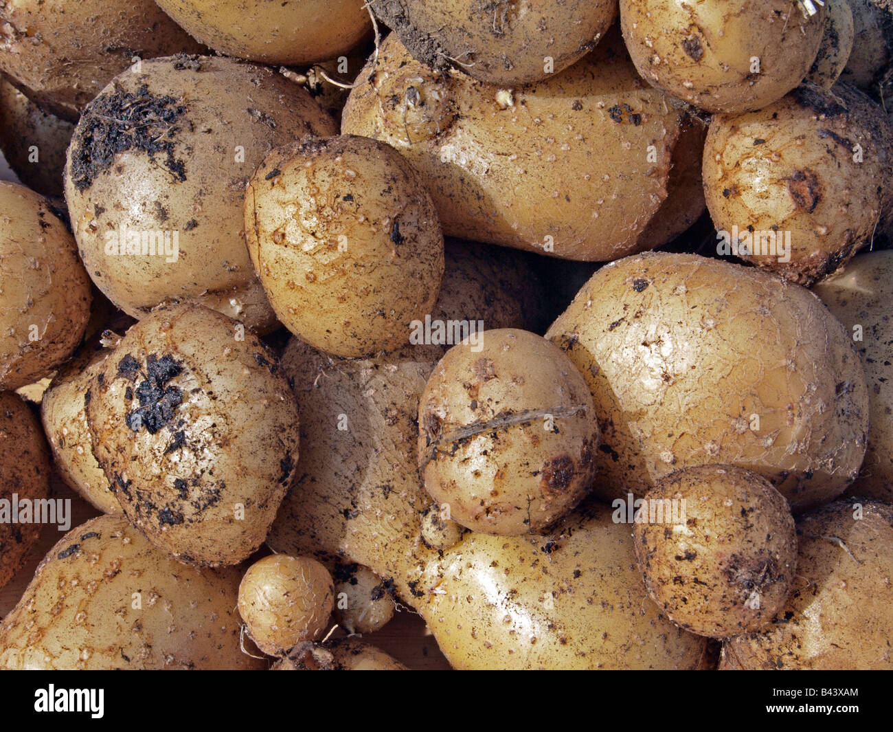 New potato harvest hi-res stock photography and images - Alamy