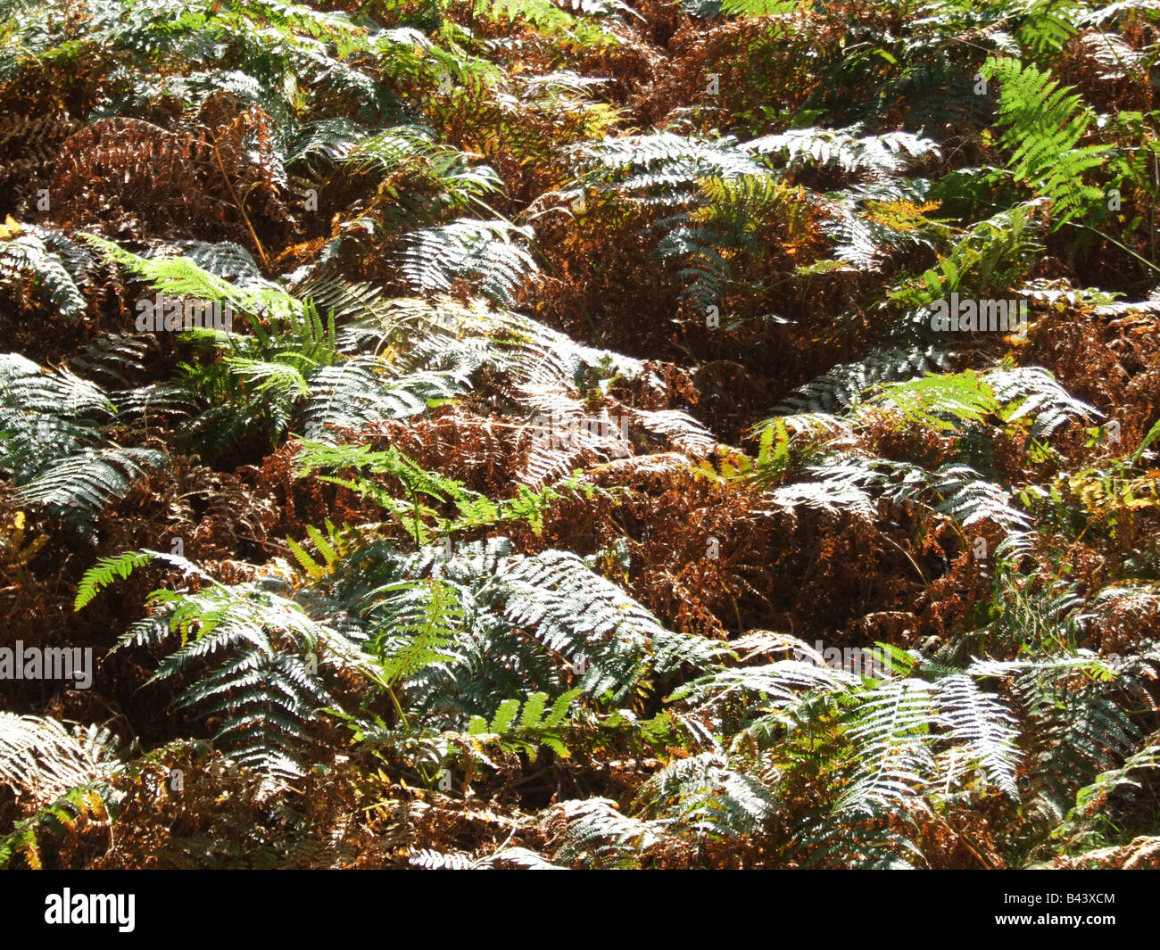 Dying ferns hi-res stock photography and images - Alamy