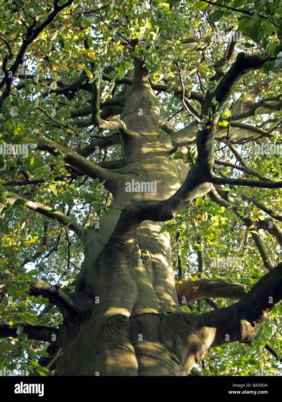 Beech tree branches leaves hi-res stock photography and images - Alamy
