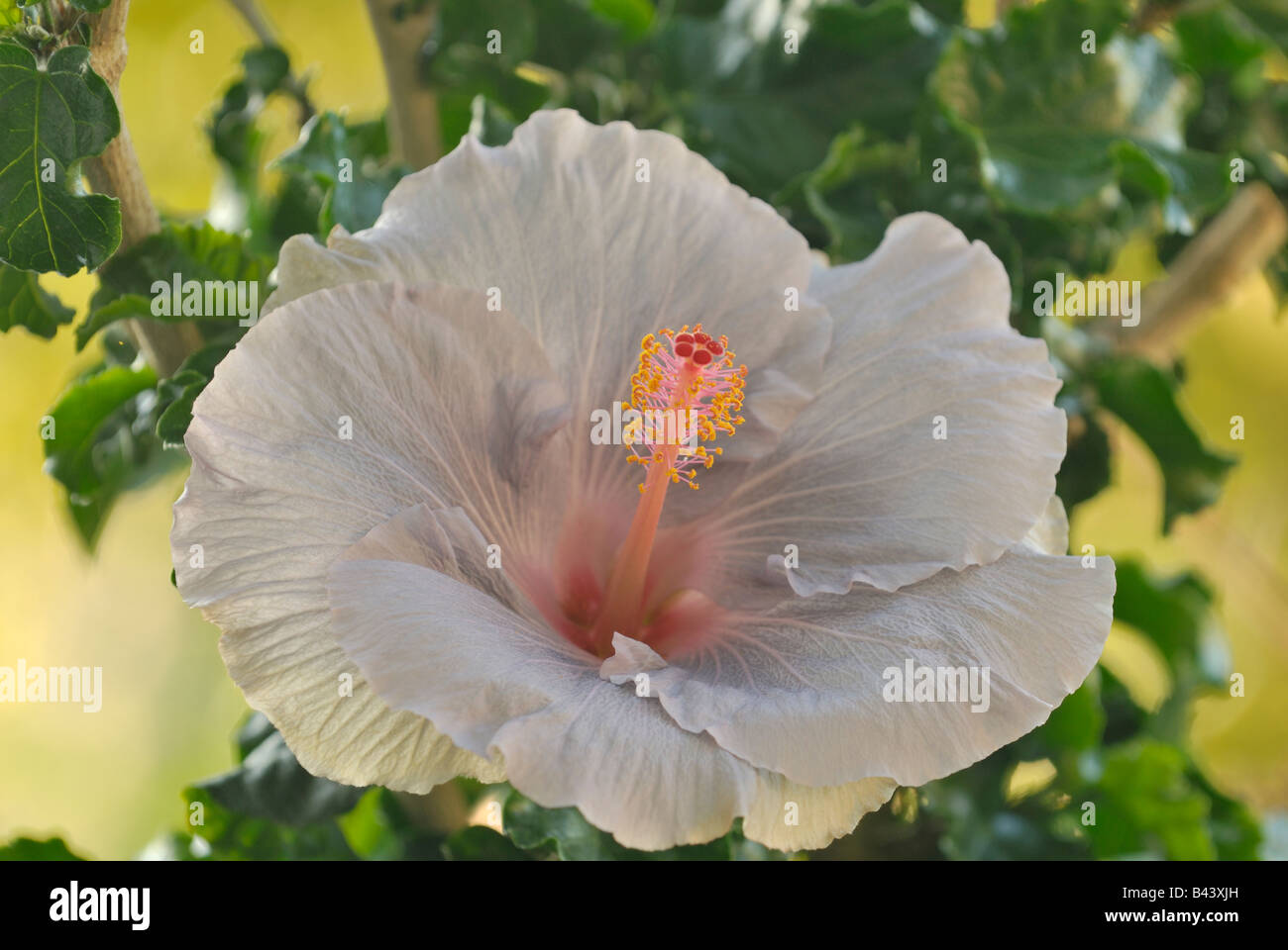 Close-up of a Hibiscus Rosa-Sinensis Stock Photo - Alamy