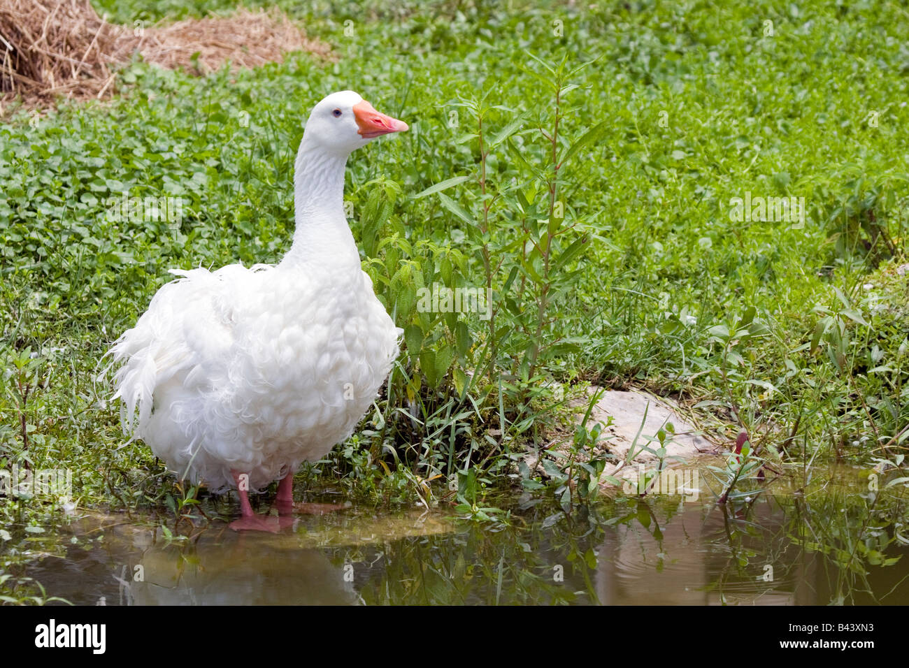 Sebastopol goose hi-res stock photography and images - Alamy