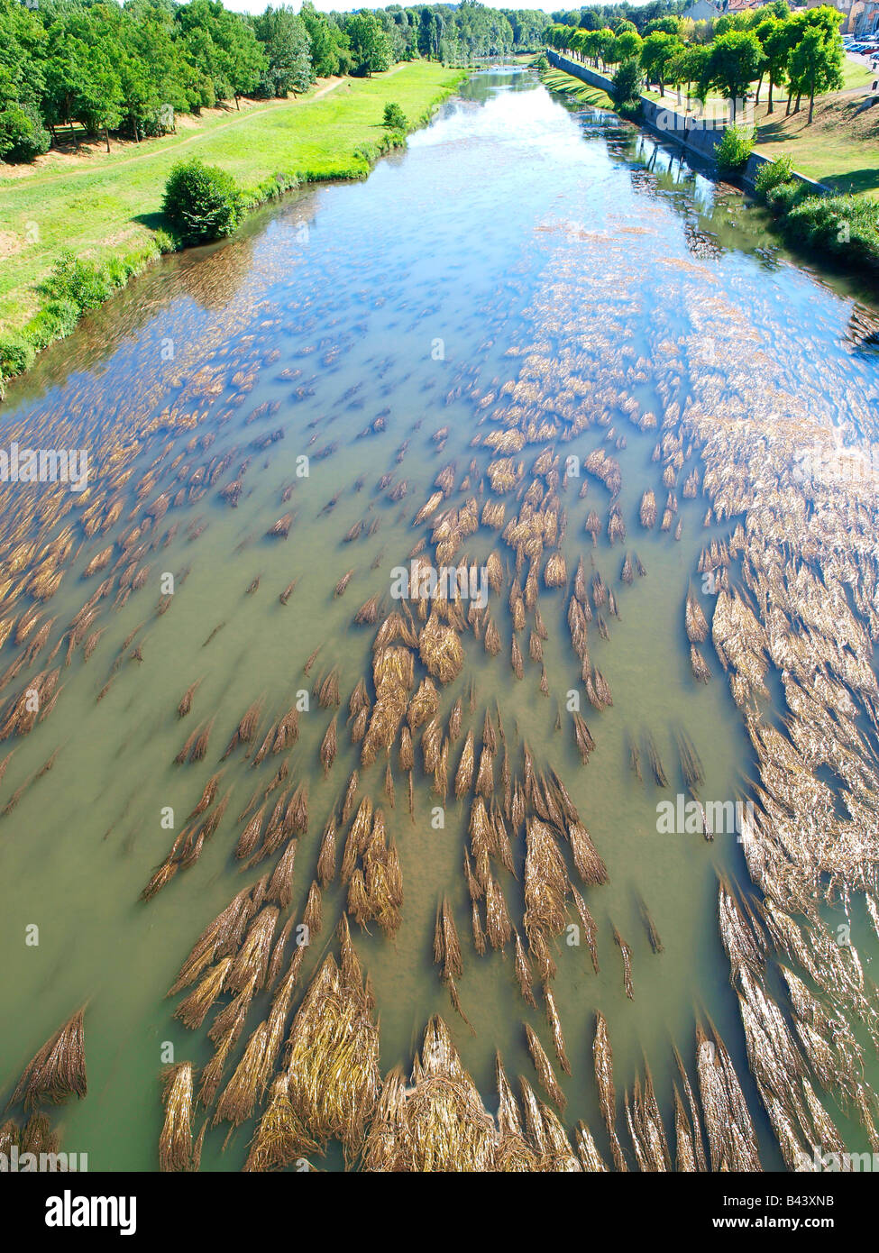 Environmental ecological plants structure water river pollution plant ...