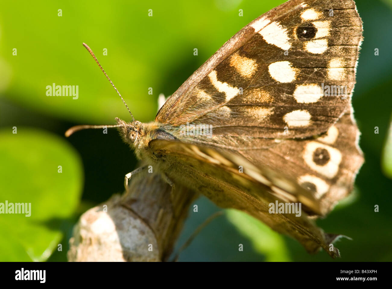 Speckled Wood Butterfly (Pararge aegeria Stock Photo - Alamy