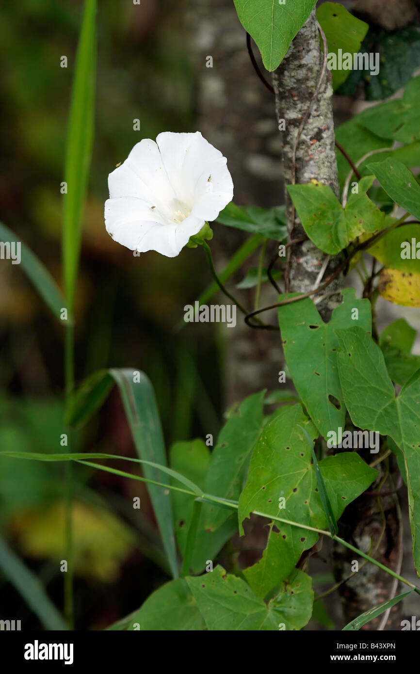 Bind plants hi-res stock photography and images - Alamy