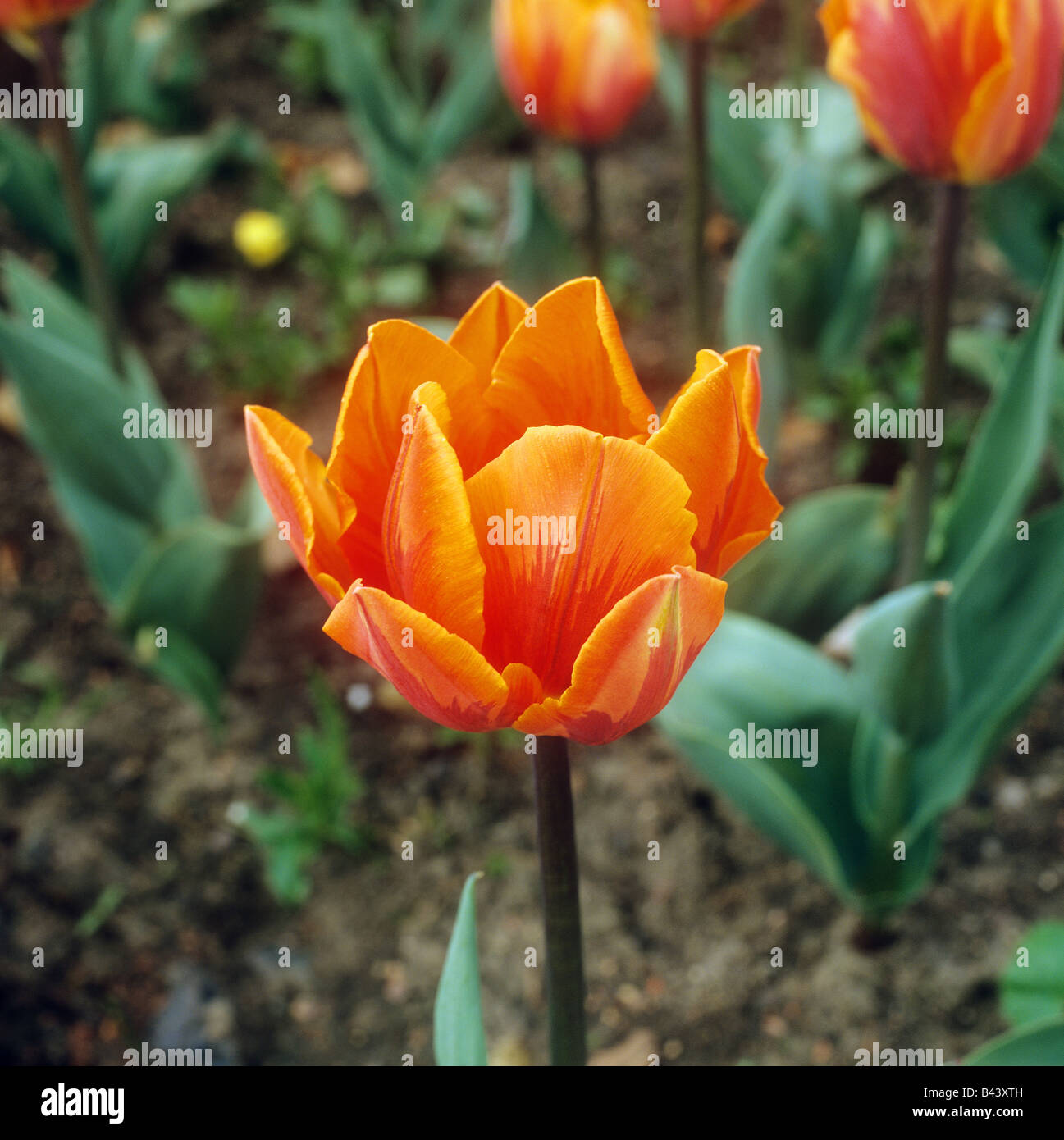 tulip - blossom Stock Photo - Alamy