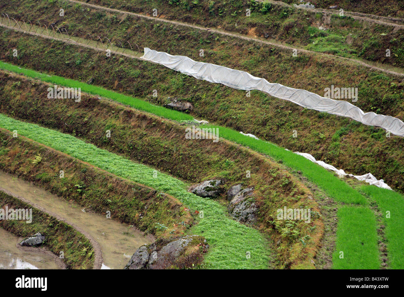 Detail of the Longji Rice Terraces, China Stock Photo - Alamy