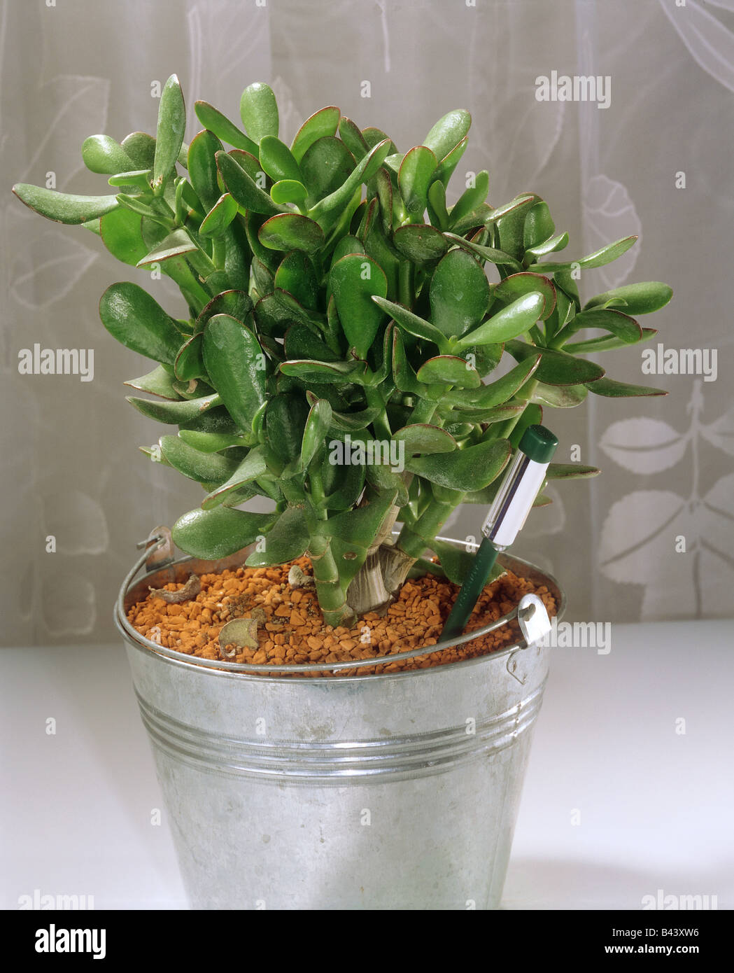 money tree Crassula arborescens Stock Photo - Alamy