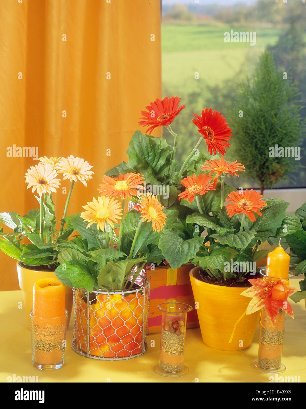 Gerberas window hi-res stock photography and images - Alamy
