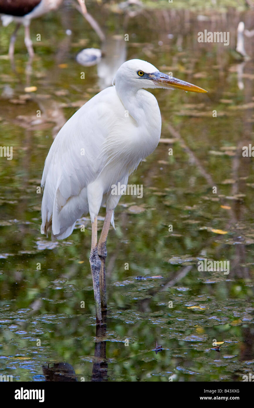 Great Egret (Ardea alba) wading in Everglades swamp, Florida, USA Stock ...
