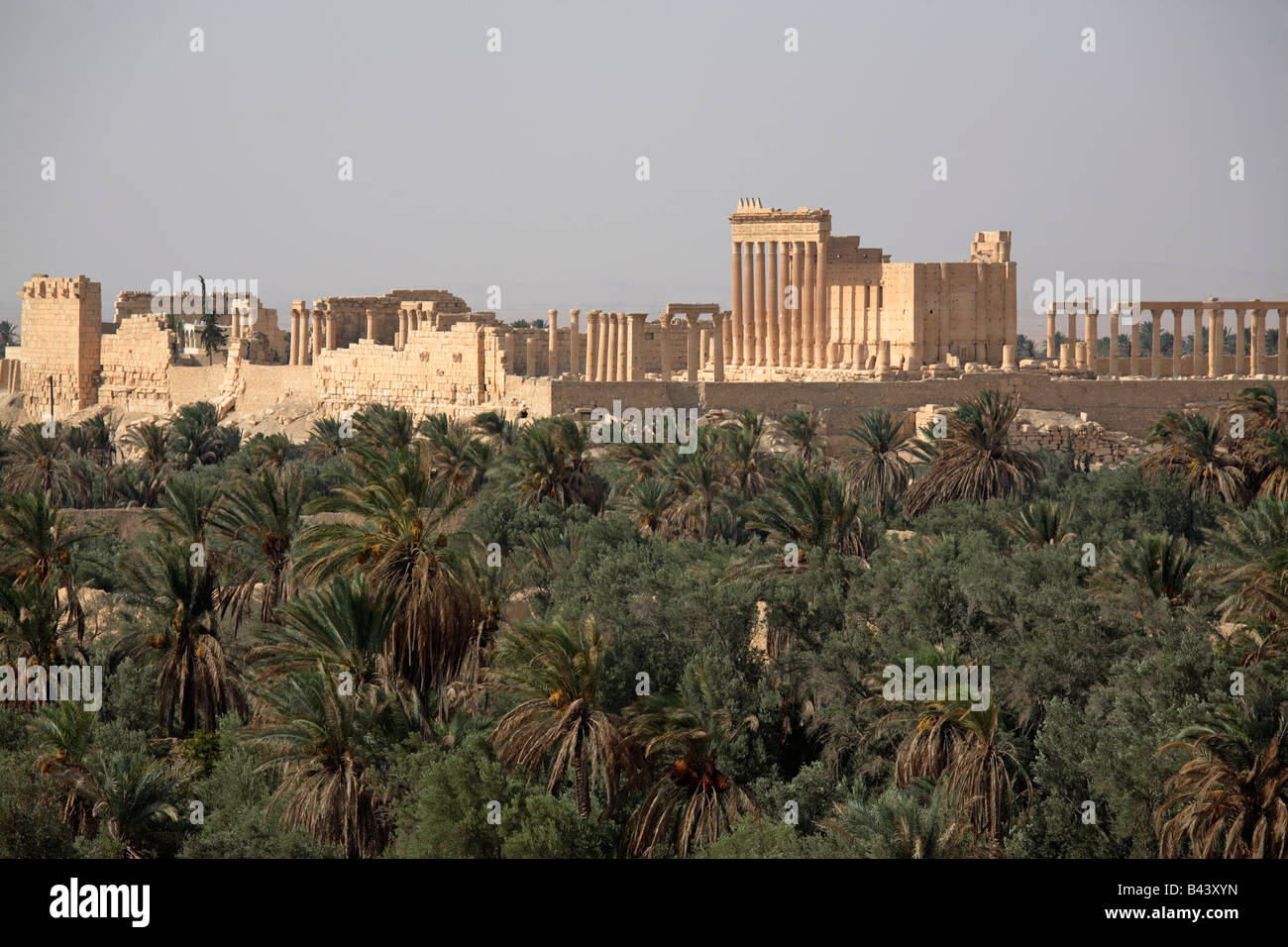 Asian palmyra palm trees hi-res stock photography and images - Alamy