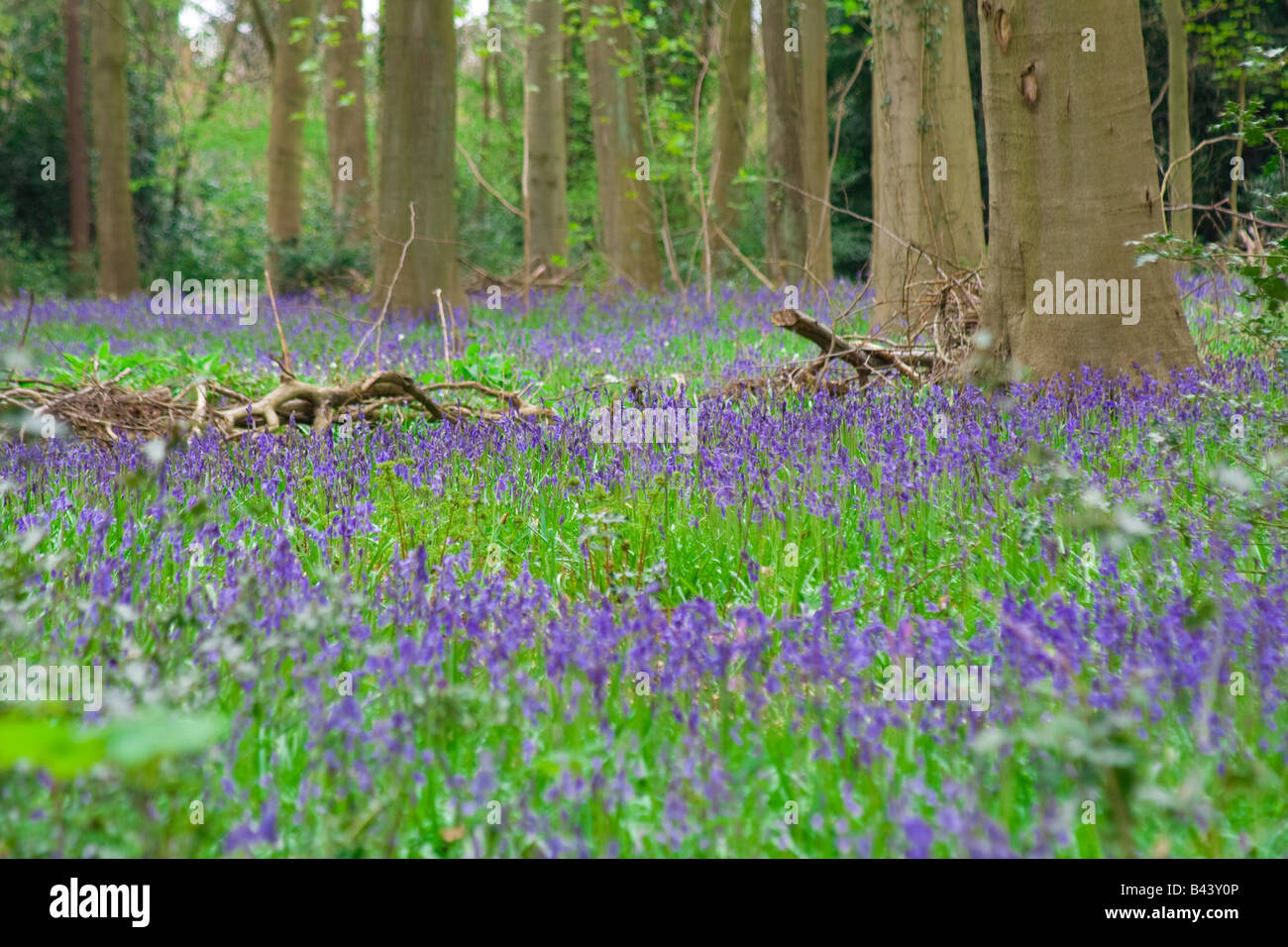 Bluebell woods in scotland hi-res stock photography and images - Alamy