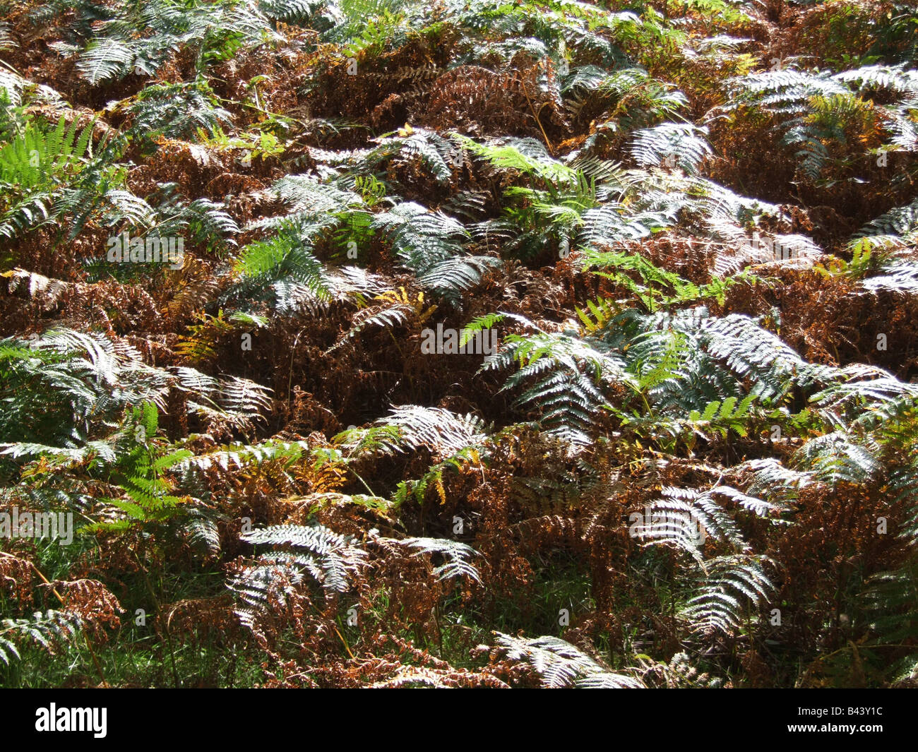 field full of dying ferns plants in countryside Stock Photo - Alamy