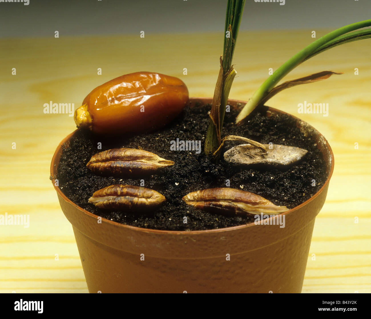 Date stones hi-res stock photography and images - Alamy