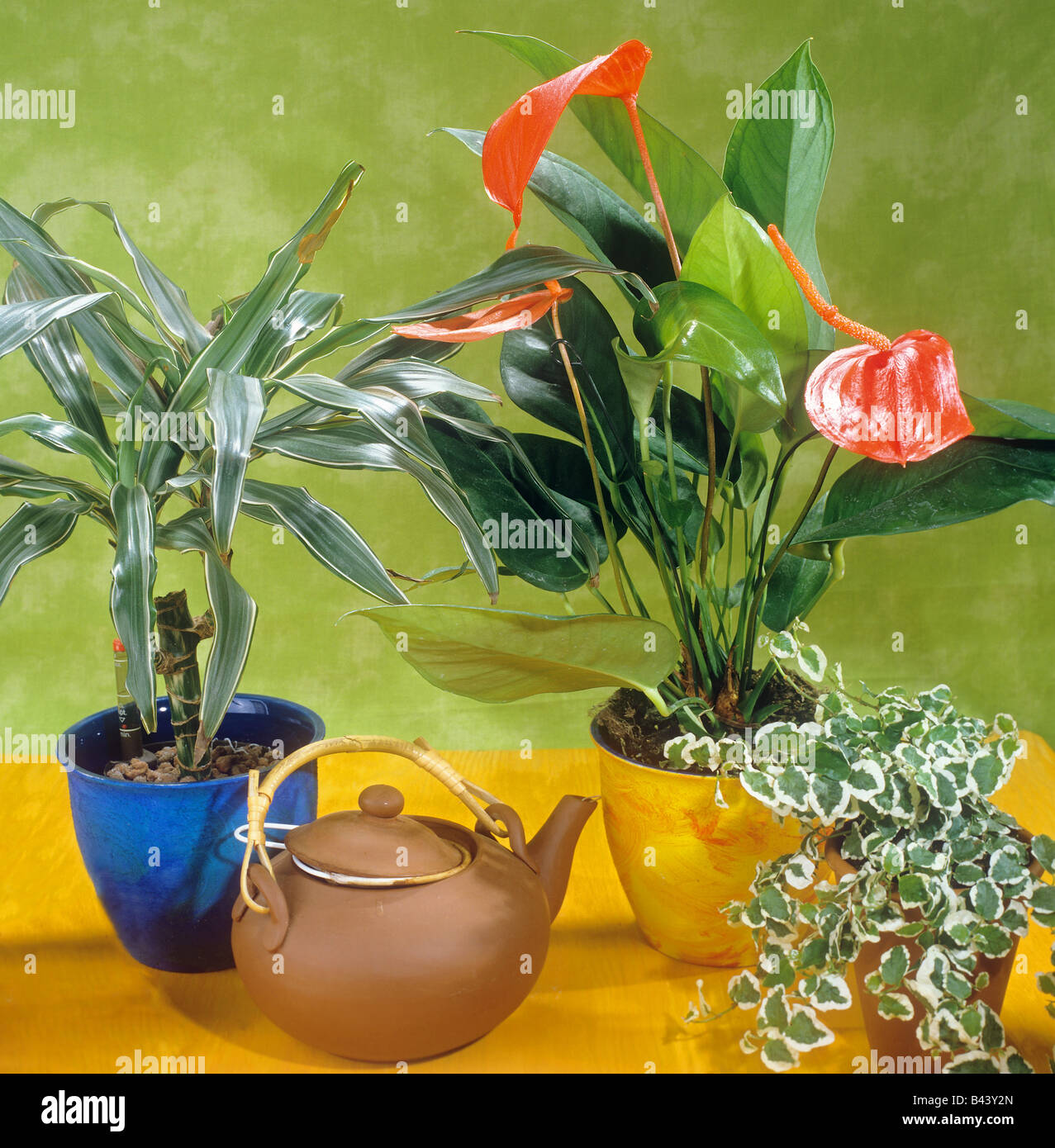 different indoor plants Stock Photo - Alamy