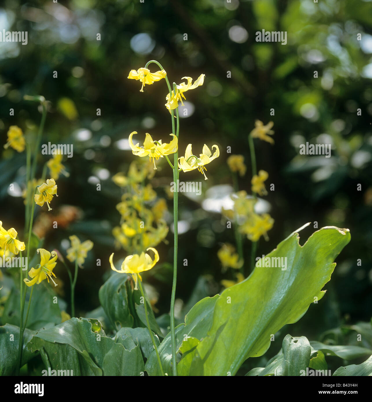 Dens hi-res stock photography and images - Alamy