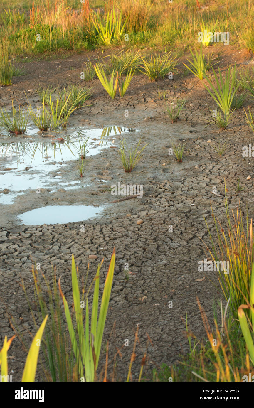 Affect of drought hi-res stock photography and images - Alamy
