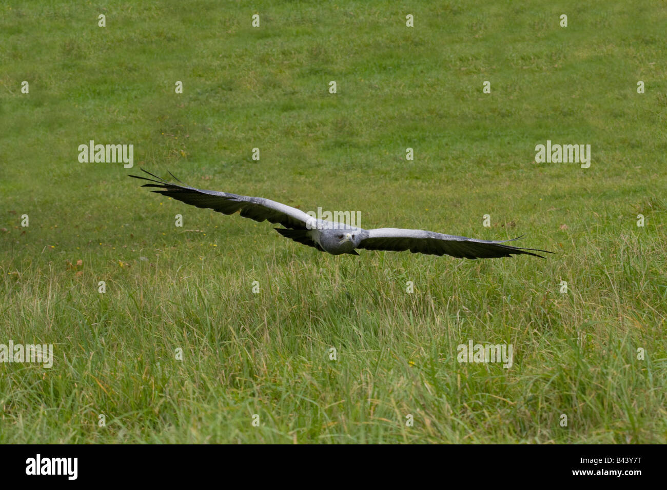 Chilean blue eagle hi-res stock photography and images - Alamy