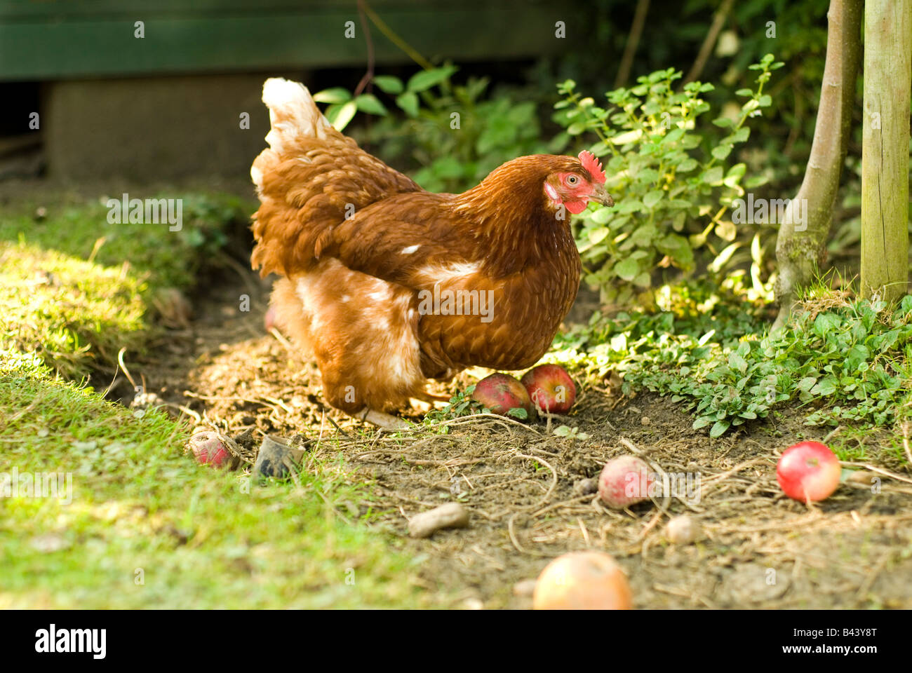 Chicken Bovan Goldline Hen Layer Stock Photo - Alamy