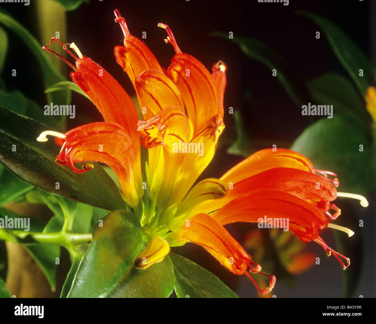 lipstick plant - blossom Stock Photo - Alamy