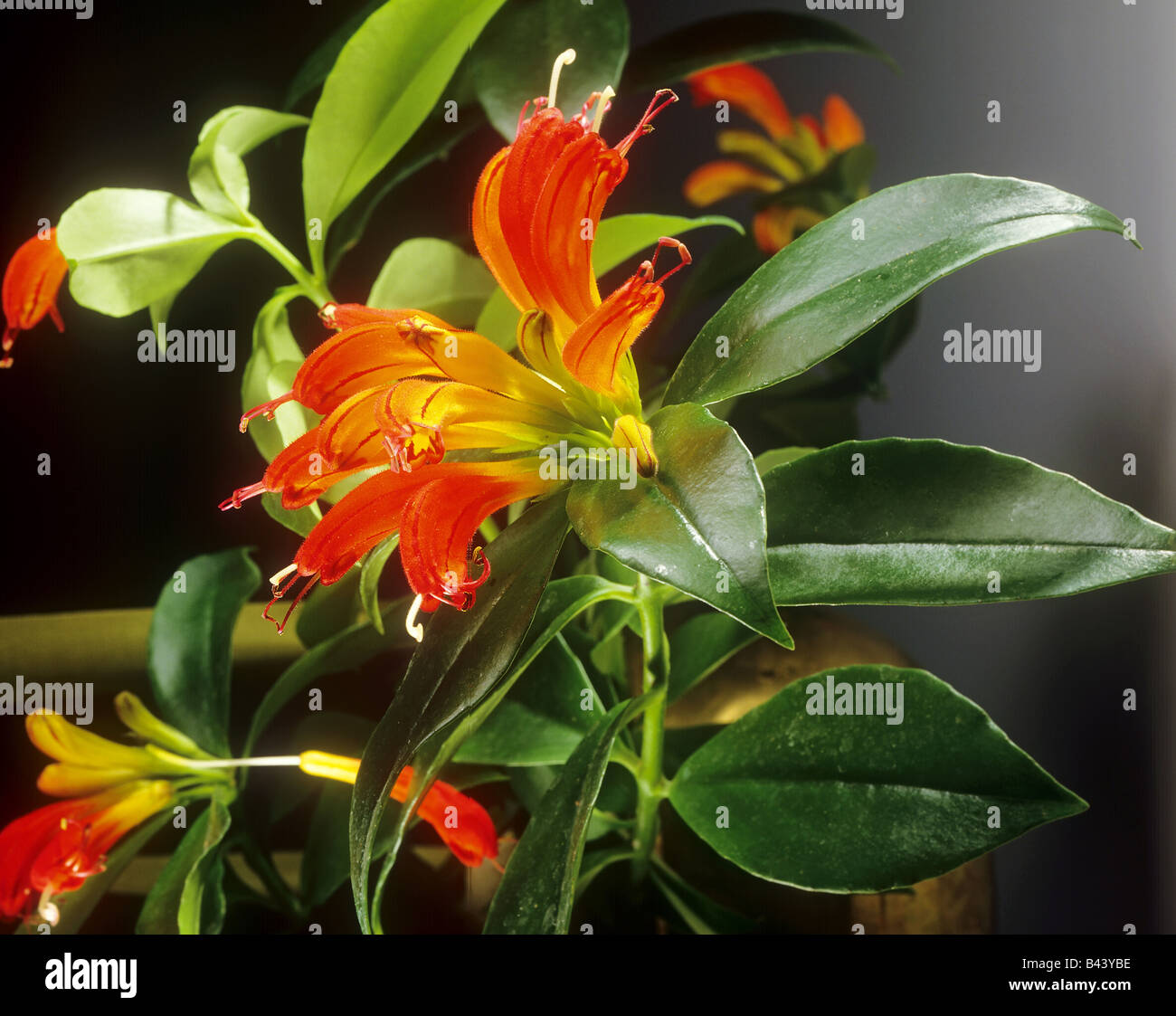 lipstick plant - blossom Stock Photo - Alamy