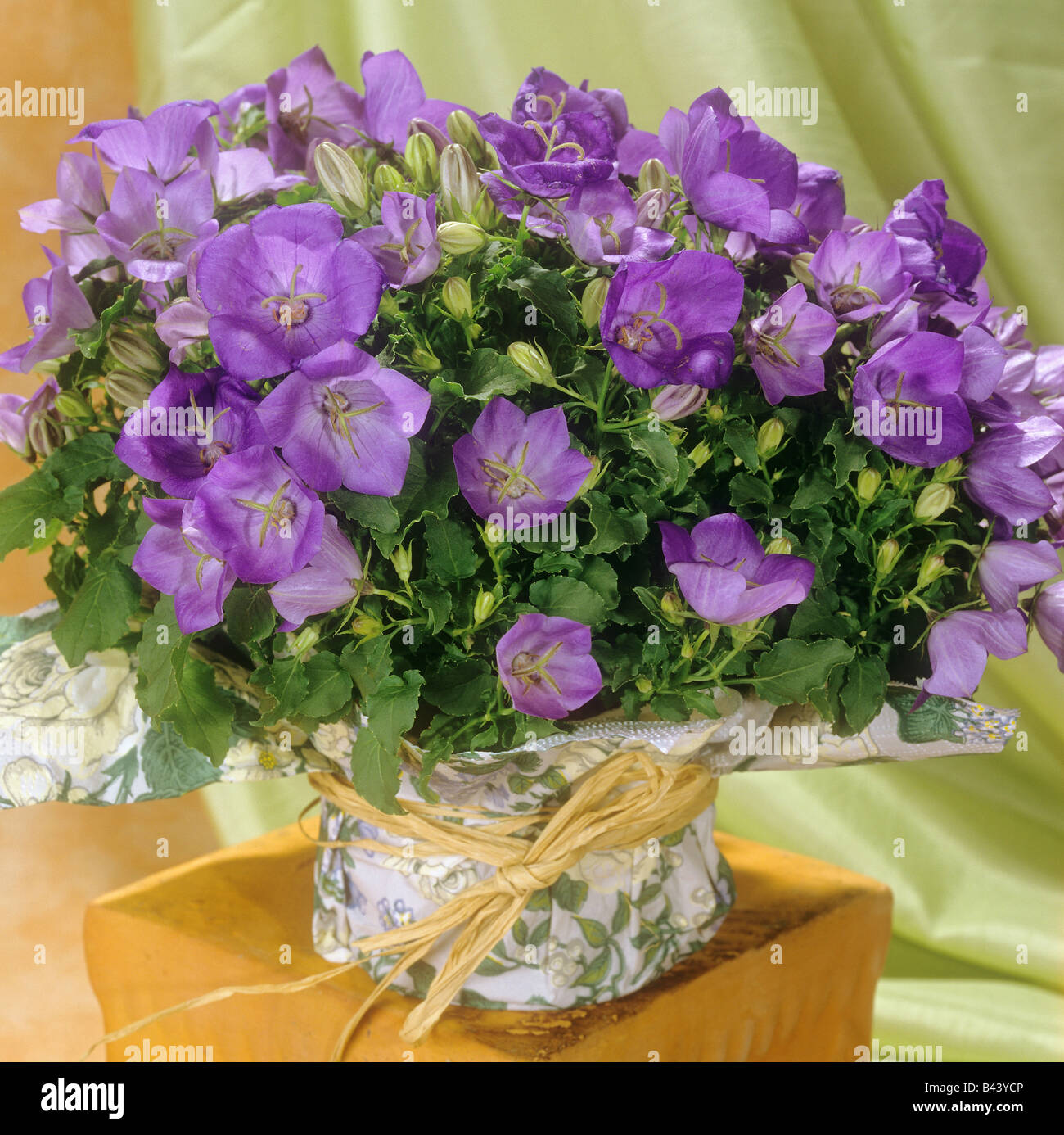 Carpathian bellflower / Campanula carpatica Stock Photo - Alamy
