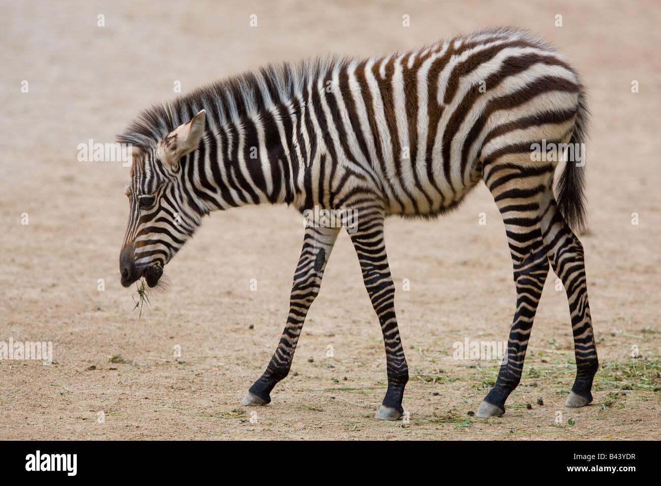 Zebra baby animal hi-res stock photography and images - Alamy