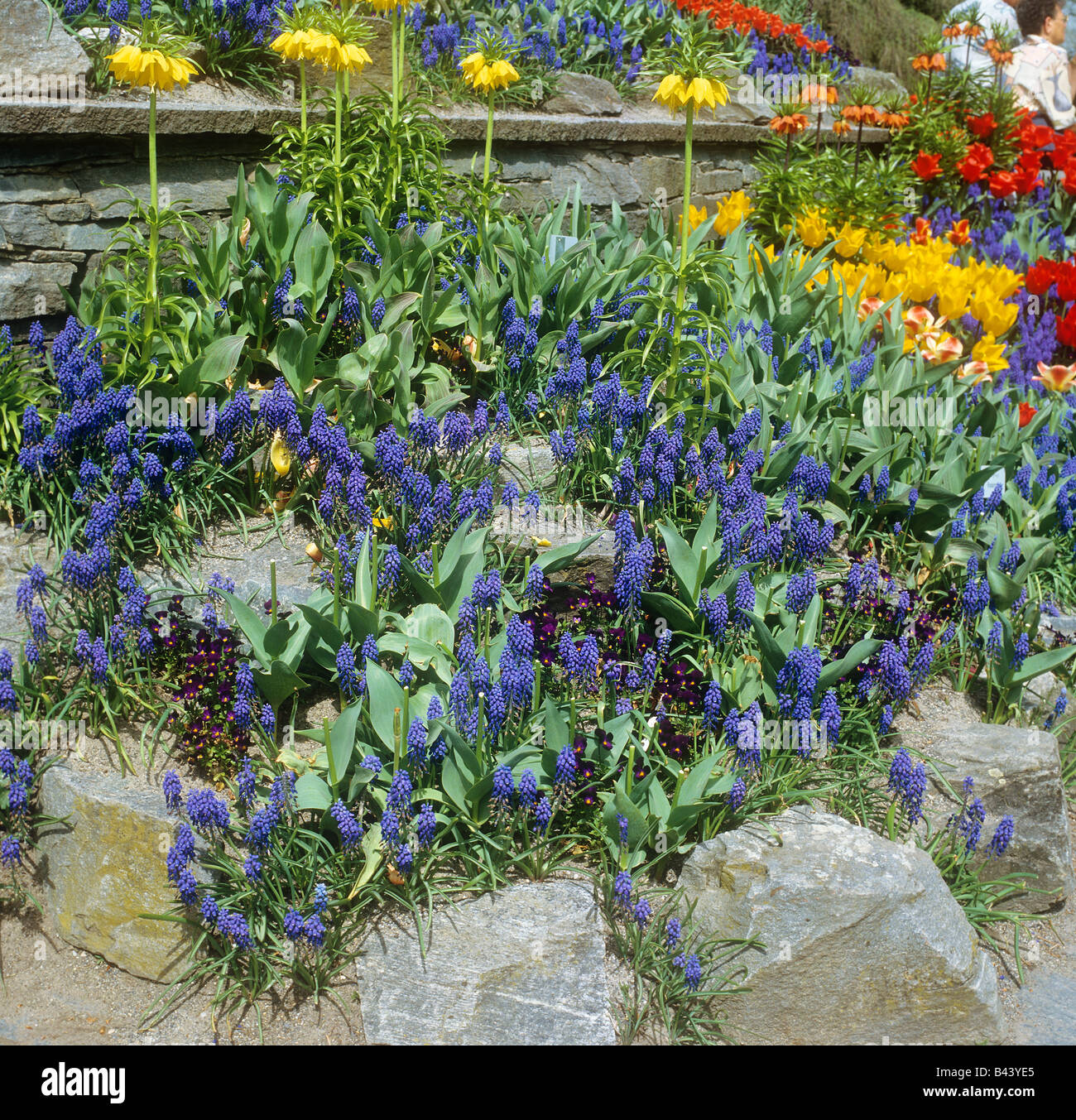 rock garden with Grape Hyacinths and tulips Stock Photo - Alamy