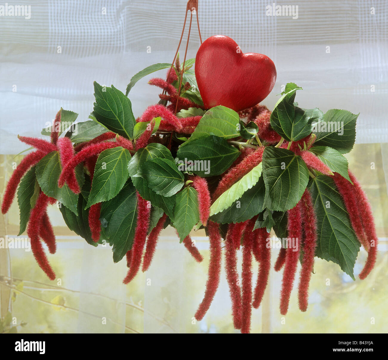 Chenille hi-res stock photography and images - Alamy