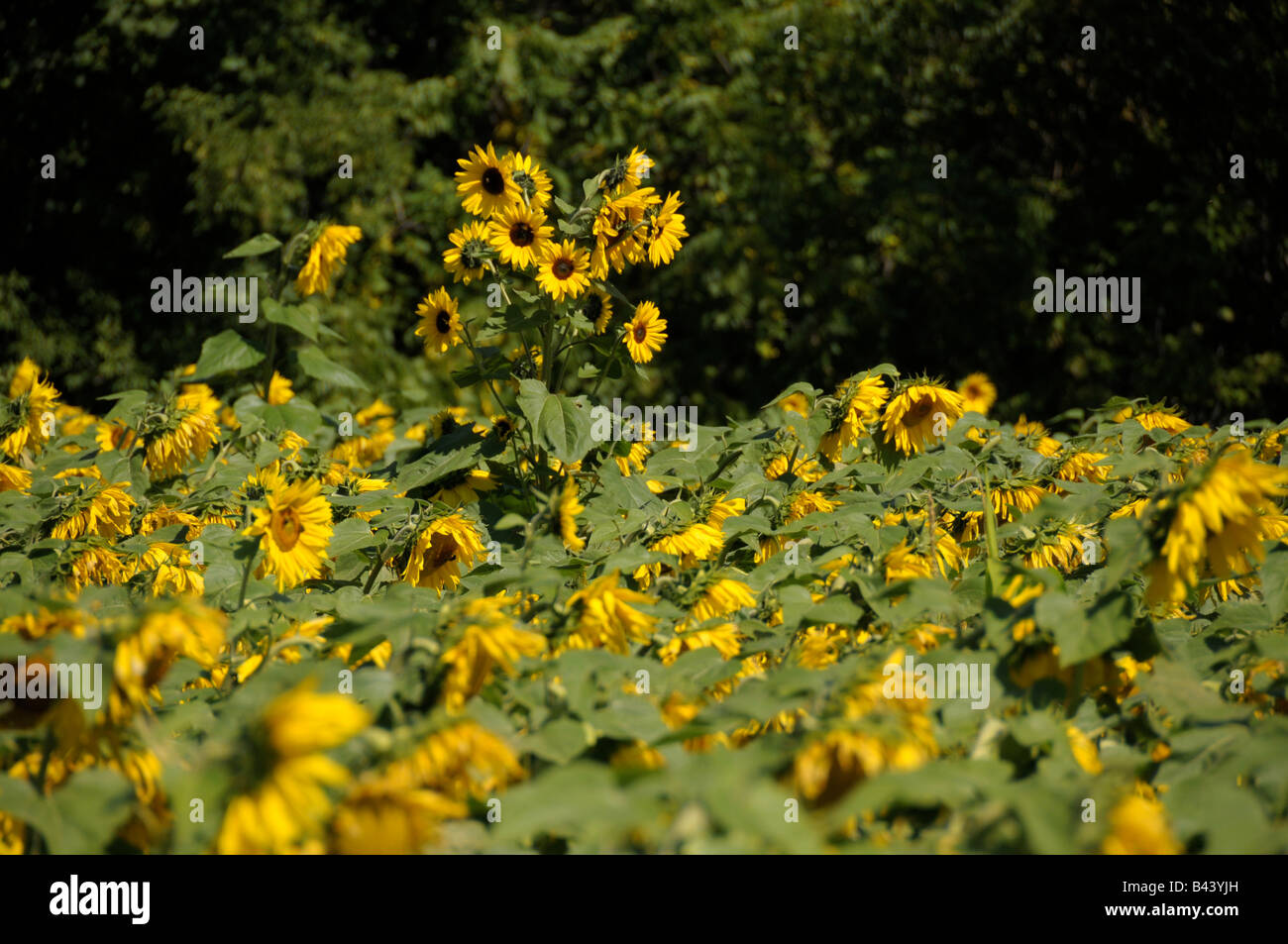 Sunflower agriculture farm hi-res stock photography and images - Alamy