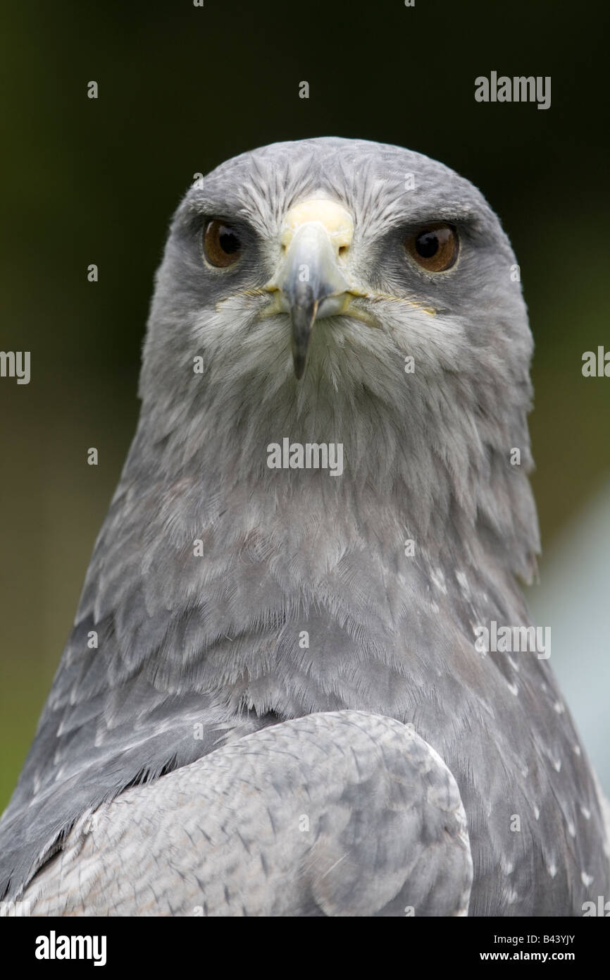 Chilean blue eagle hi-res stock photography and images - Alamy