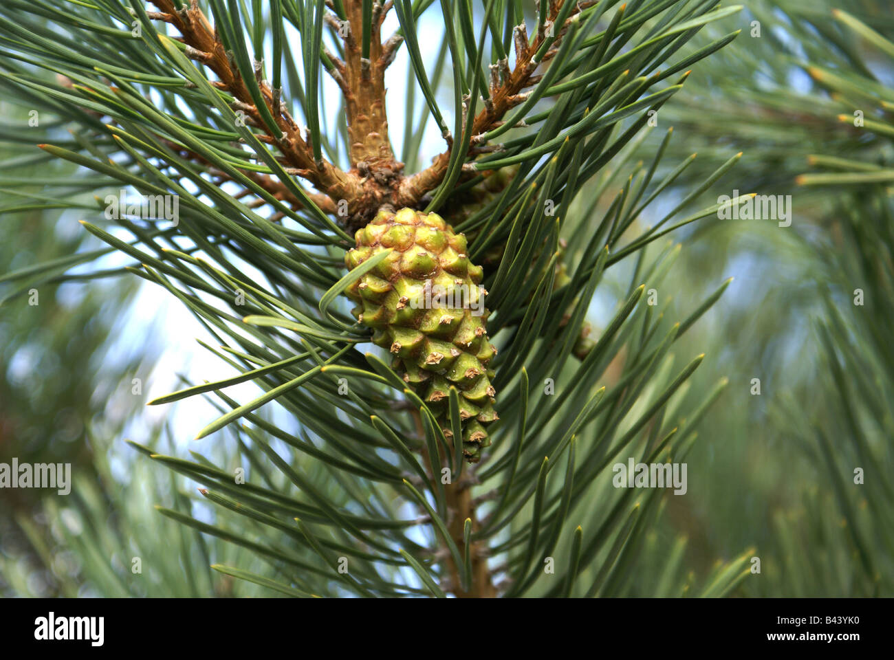 Cone of a Pine Tree Stock Photo - Alamy