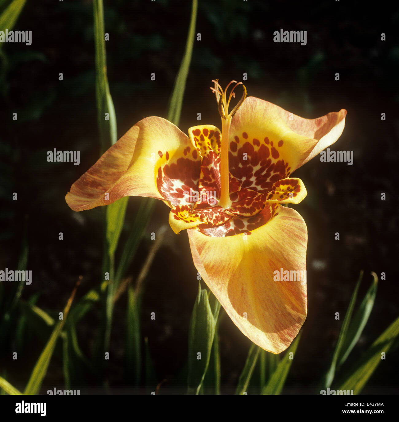 Mexican Tiger Flower - blossom / Tigrida pavonia Stock Photo - Alamy