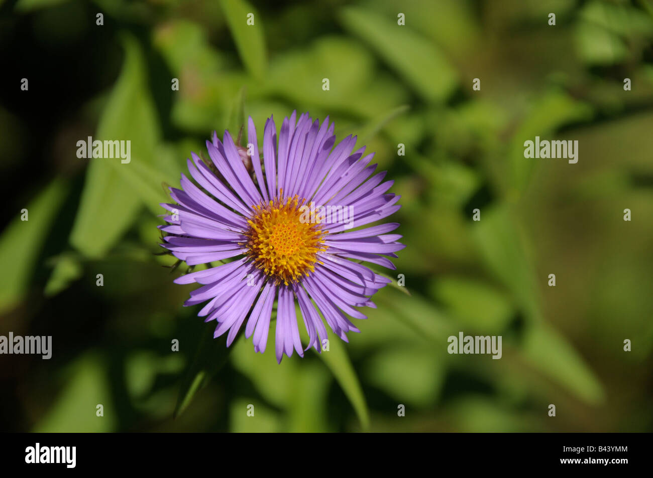 Blue aster flower Stock Photo - Alamy