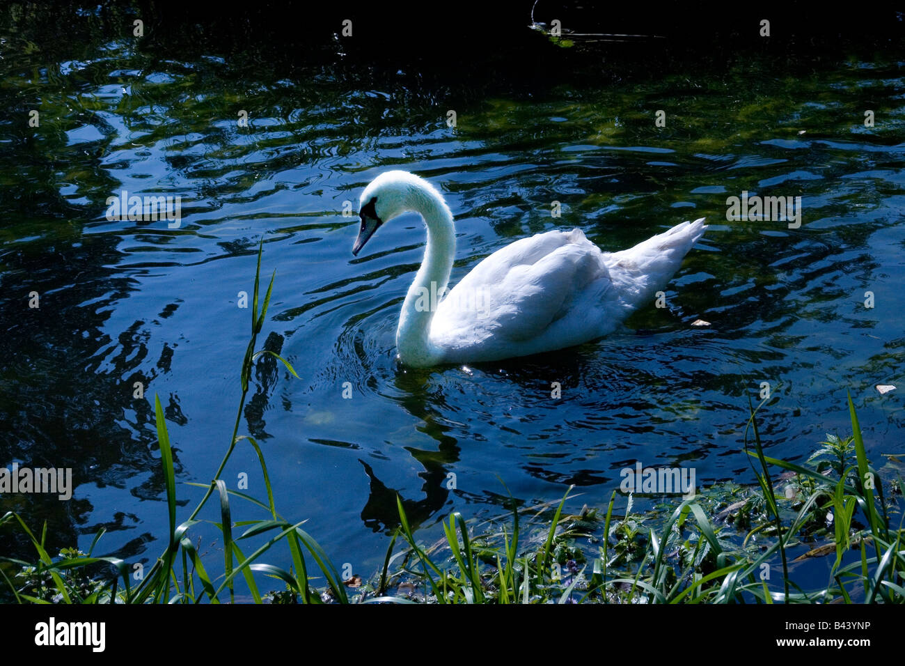 Swan in blue water Stock Photo - Alamy