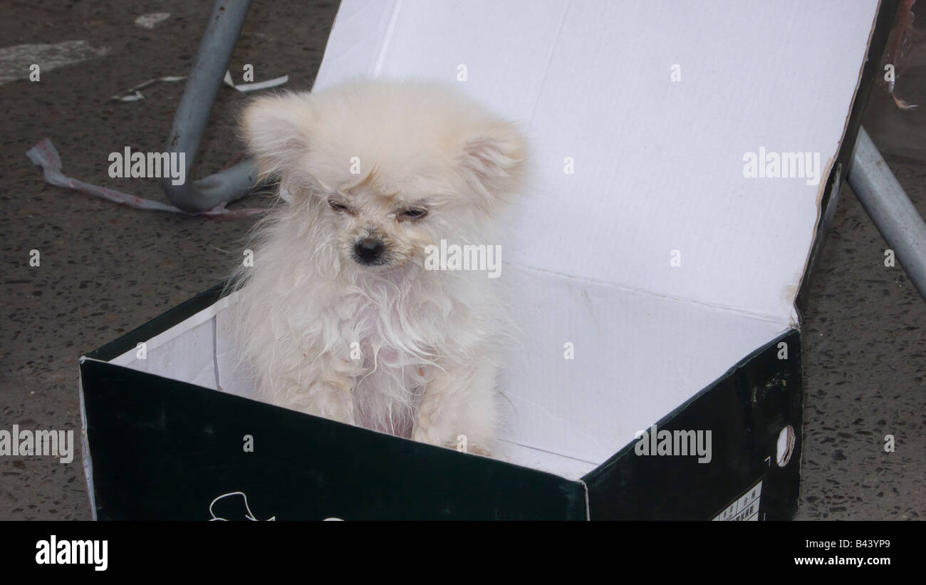 China shanghai dog in shoe box Stock Photo - Alamy