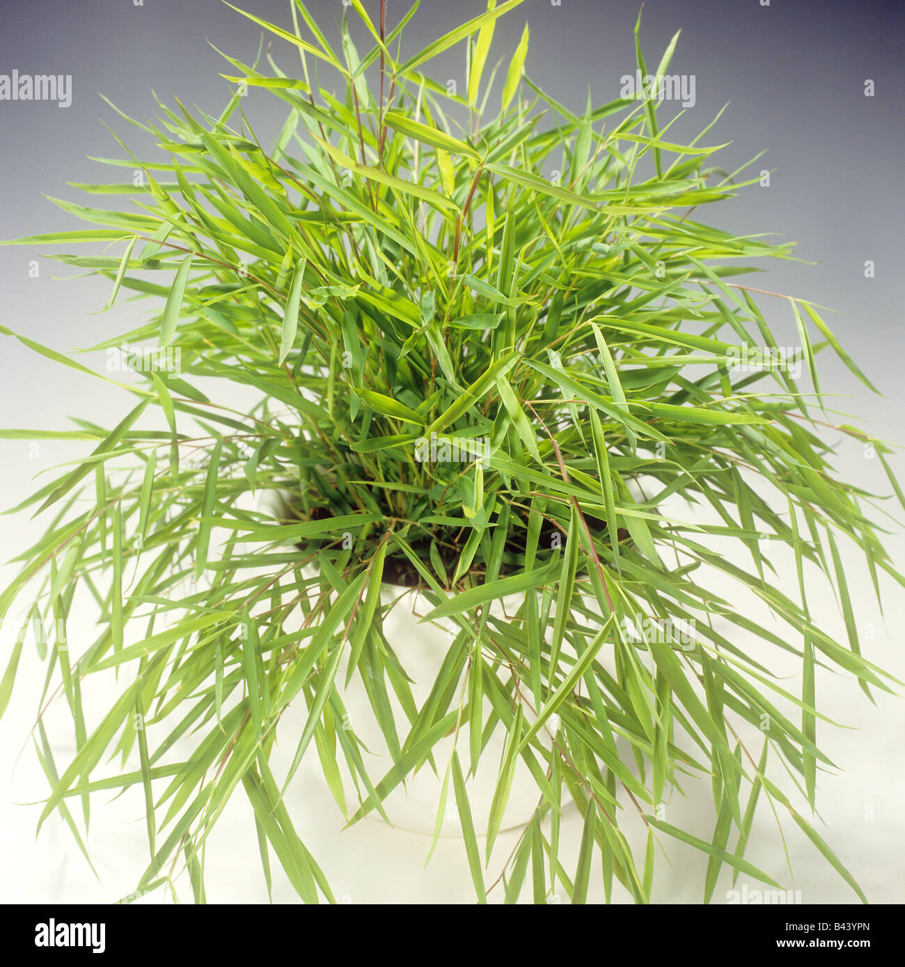 Miniature Bamboo / Pogonatherum paniceum Stock Photo - Alamy