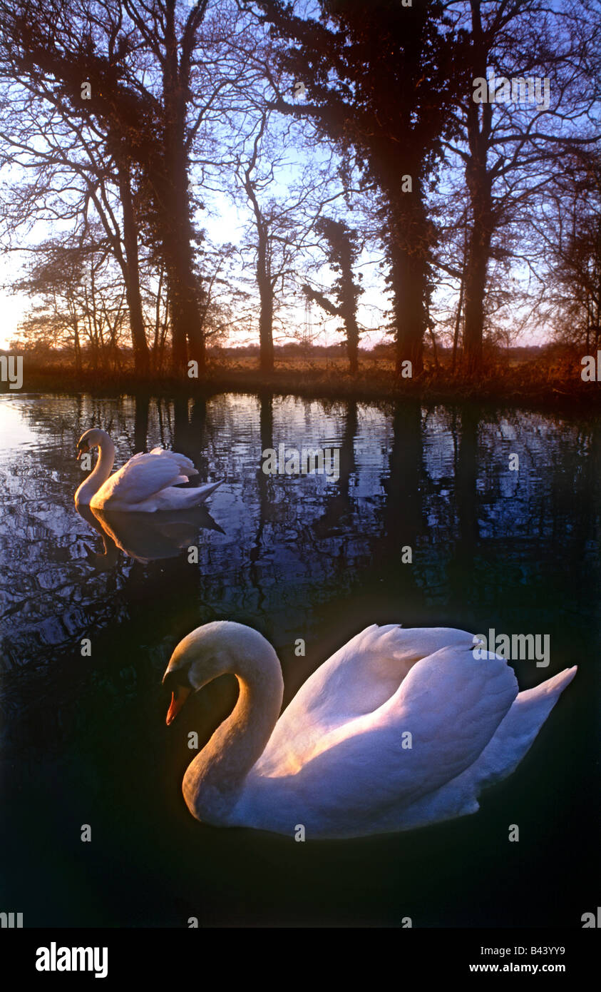 Garden swans still hi-res stock photography and images - Alamy