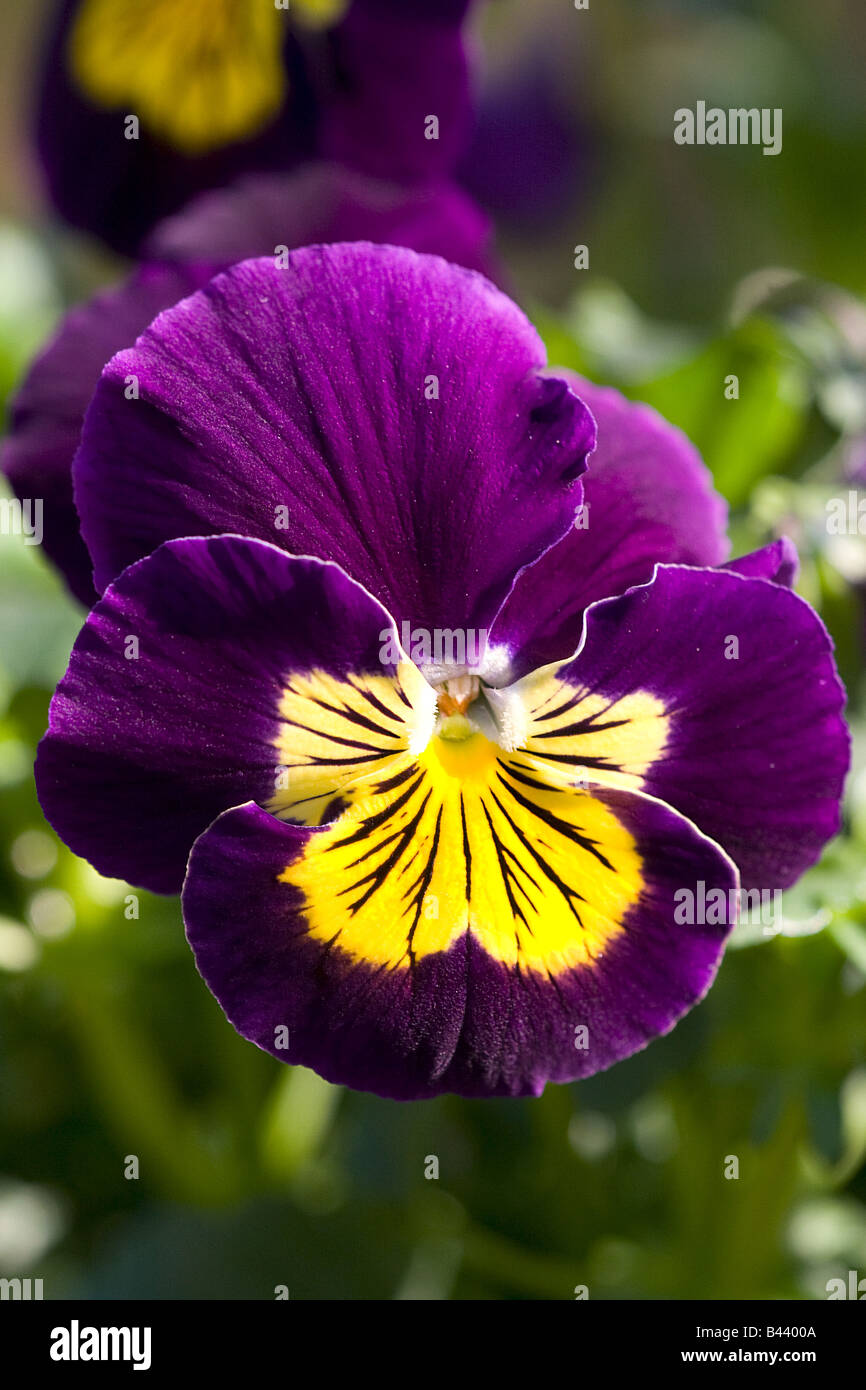 pansy violet - blossom Stock Photo - Alamy