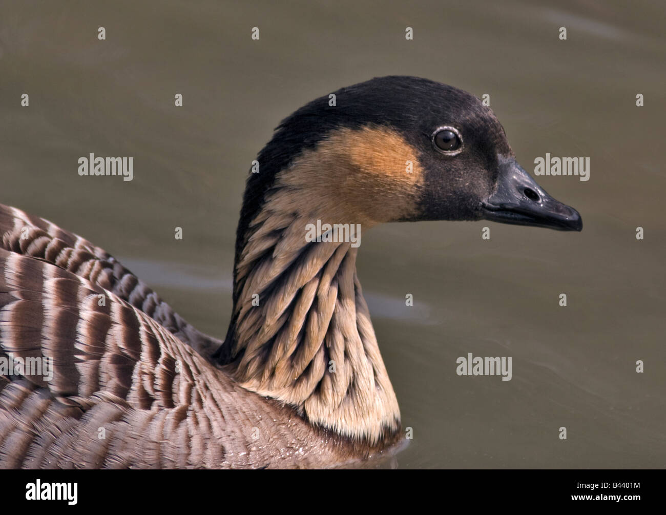 Nene Goose Clipart Cute