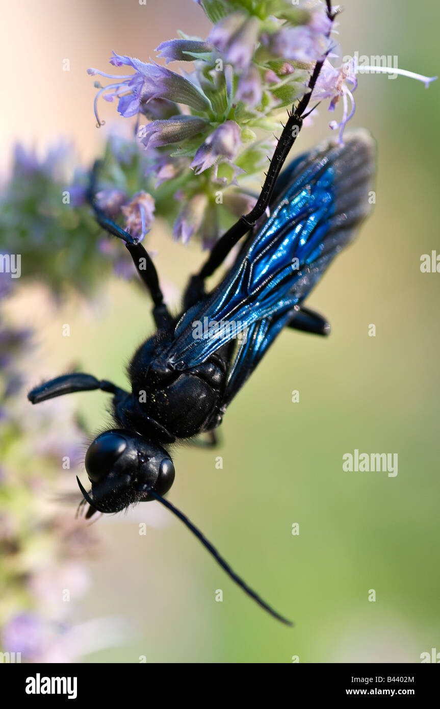 Purple Hornets Wasps