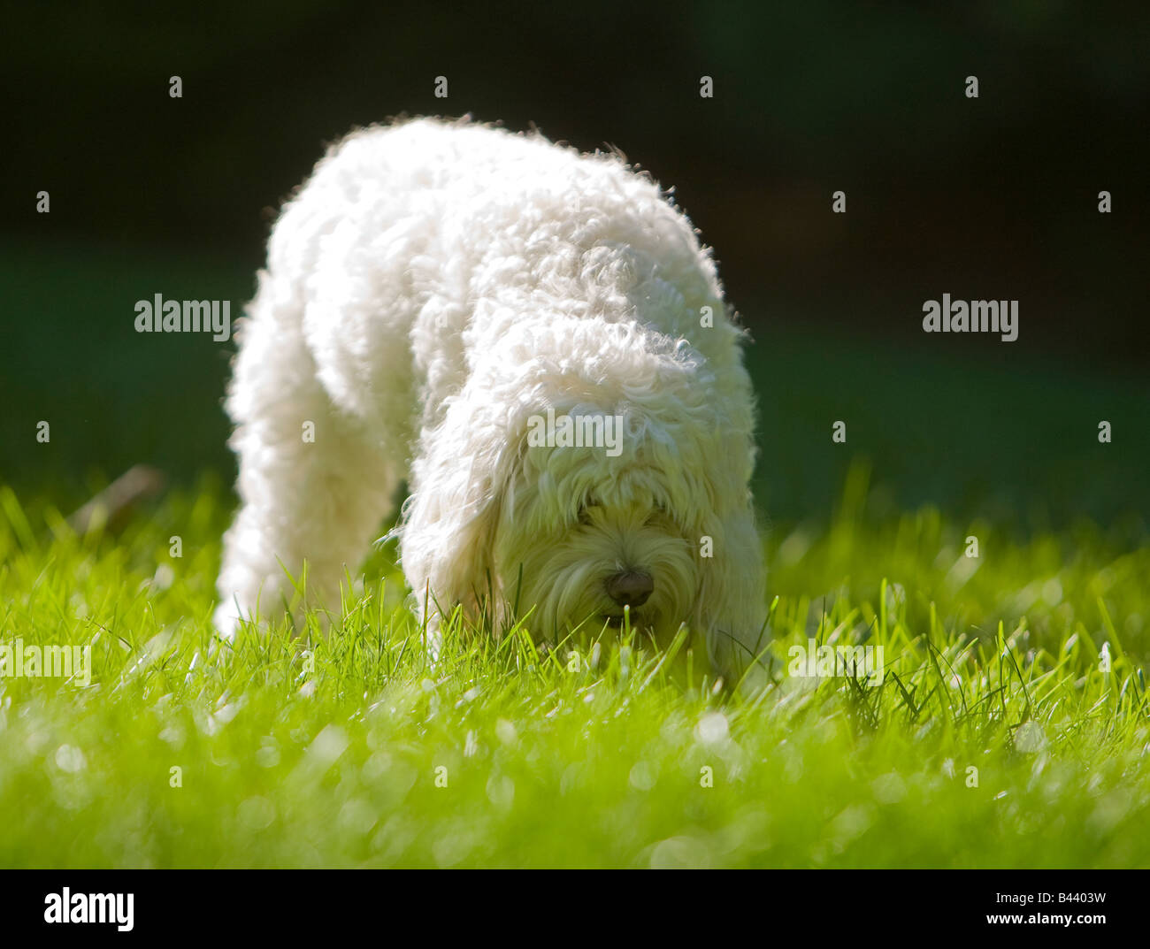 How Does A Dog Track A Scent