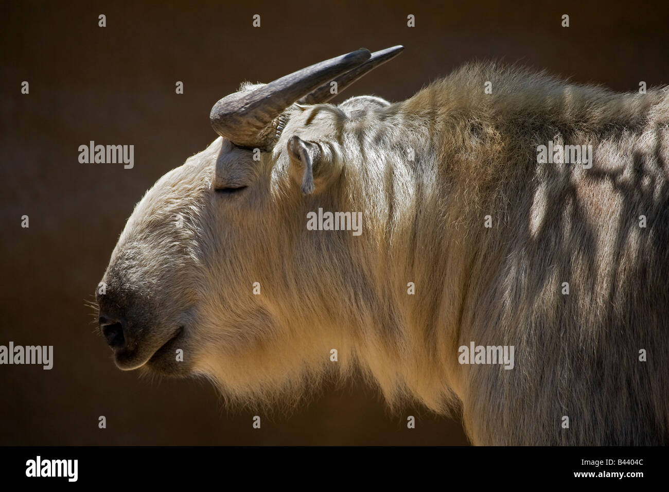 Takins budorcas taxicolor hi-res stock photography and images - Alamy