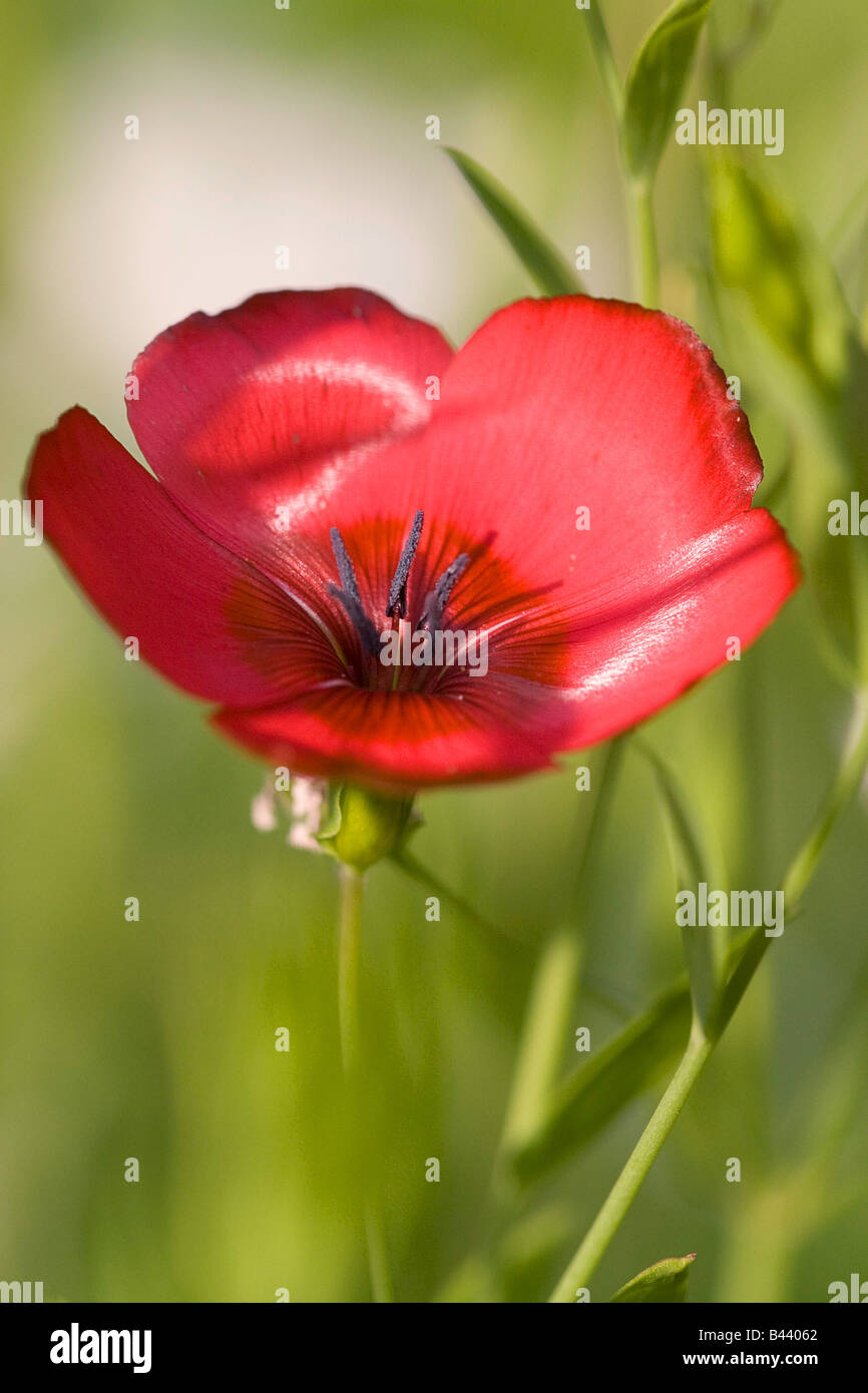 Scarlet flax plant hi-res stock photography and images - Alamy