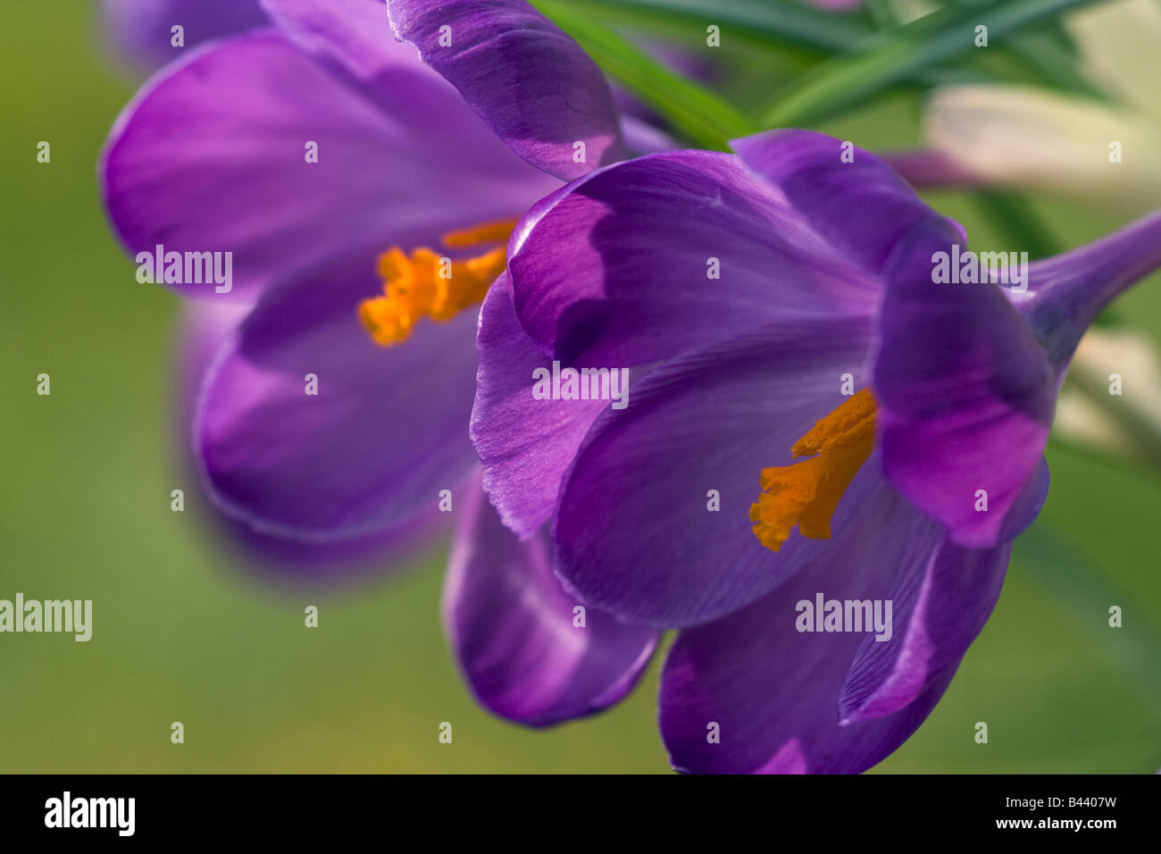 dutch crocus - blossoms / Crocus vernus Stock Photo - Alamy