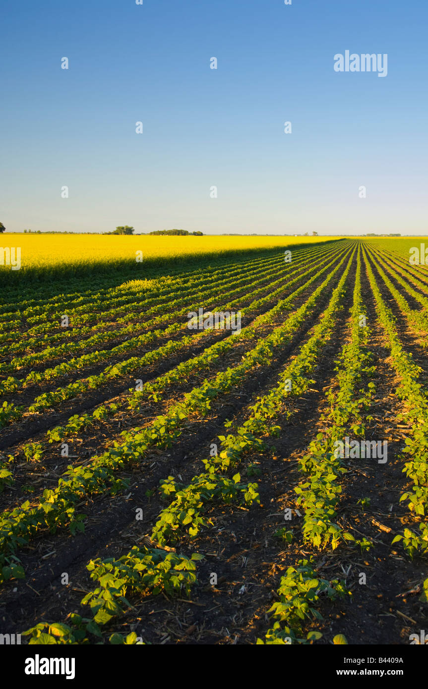 Field beans hi-res stock photography and images - Alamy